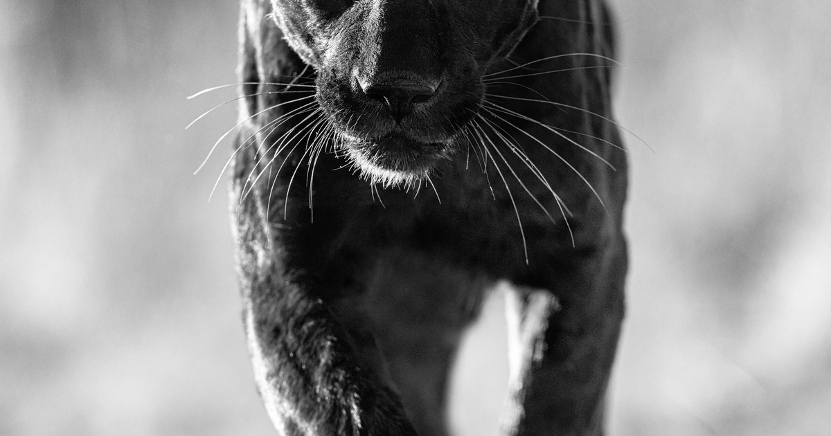 Storytelling: David Yarrow em exposição a partir de hoje em Lisboa | In ...